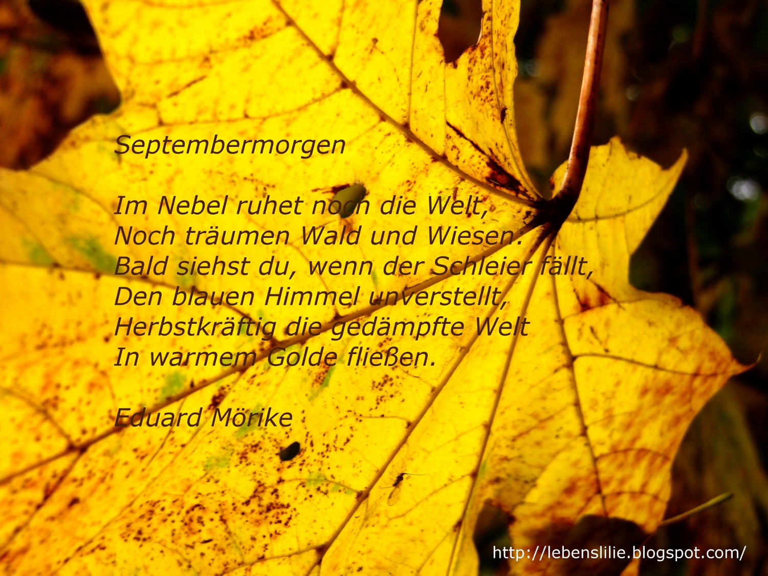 Lebenslilie: Septembermorgen ° Eduard Möricke