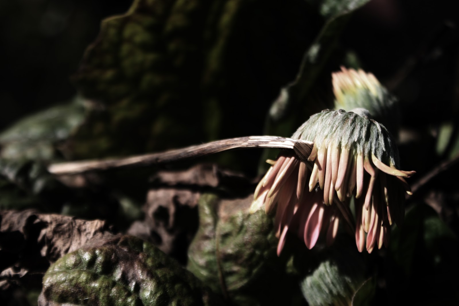 Sierra Elisabeth Photography: The Decay of Nature