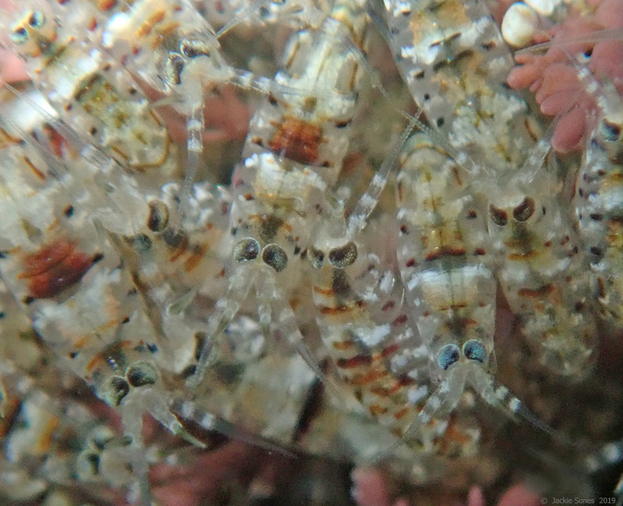 The Natural History of Bodega Head: Just like sand