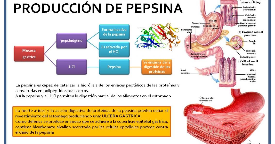 Blog de evidencias de Fisiologia Daniela Nayeli Flores Montijo: PEPSINA