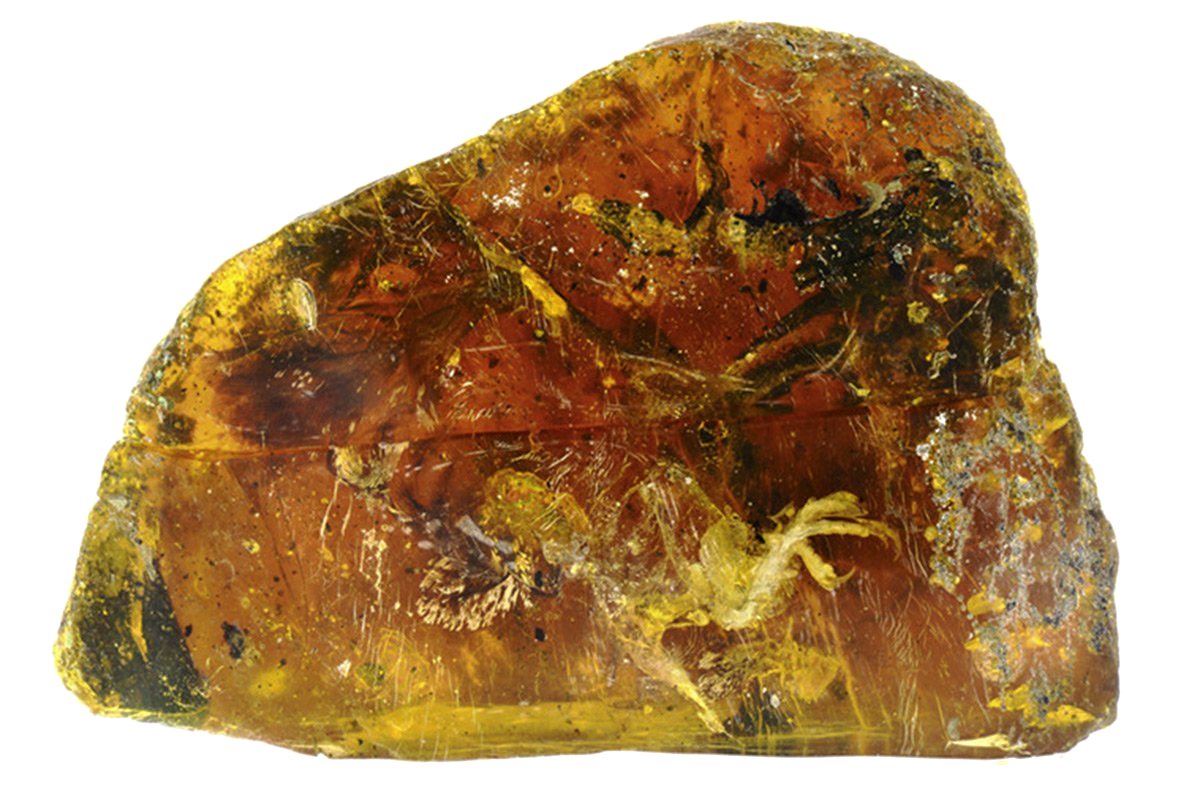 This 100-Million-Year-Old Bird Trapped in Amber Is The Best We've Ever ...