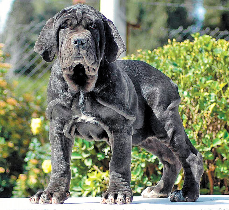 Fotos Estas son las 12 razas de perros peligrosos que se quiere ...