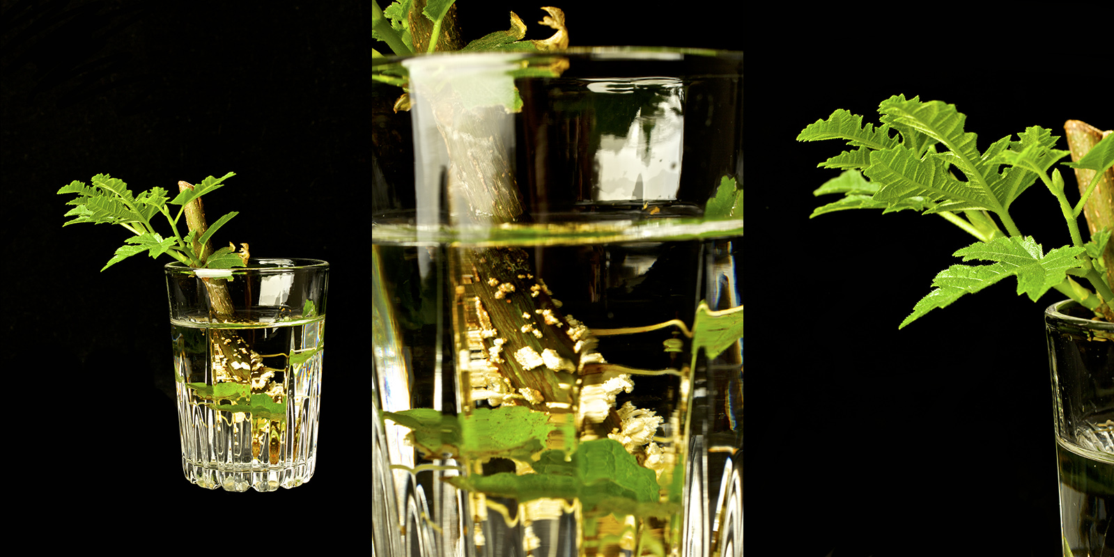 Flora Urbana: Ficus johannis afghanistanica