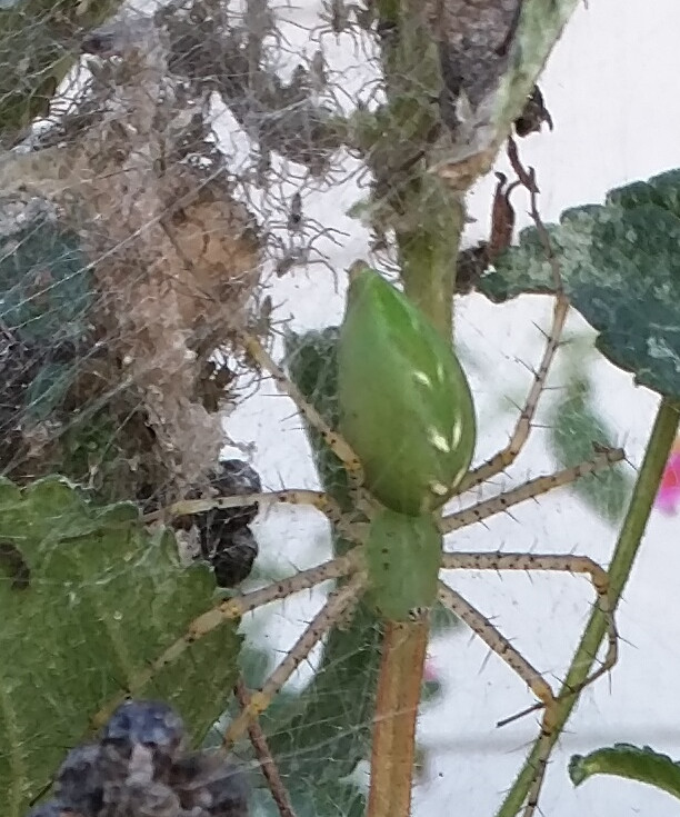 Imaginative Homeschool: Butterflies and a Big Green Spider