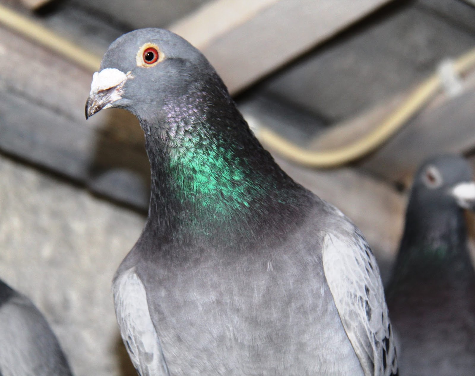 nieripigeons-Mexico-palomas mensajeras: Consideraciones inevitables