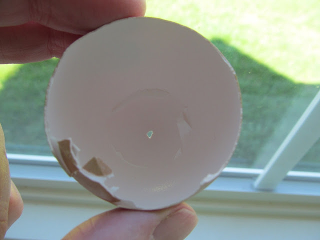 LL Farm: Starting Seeds in Eggshells