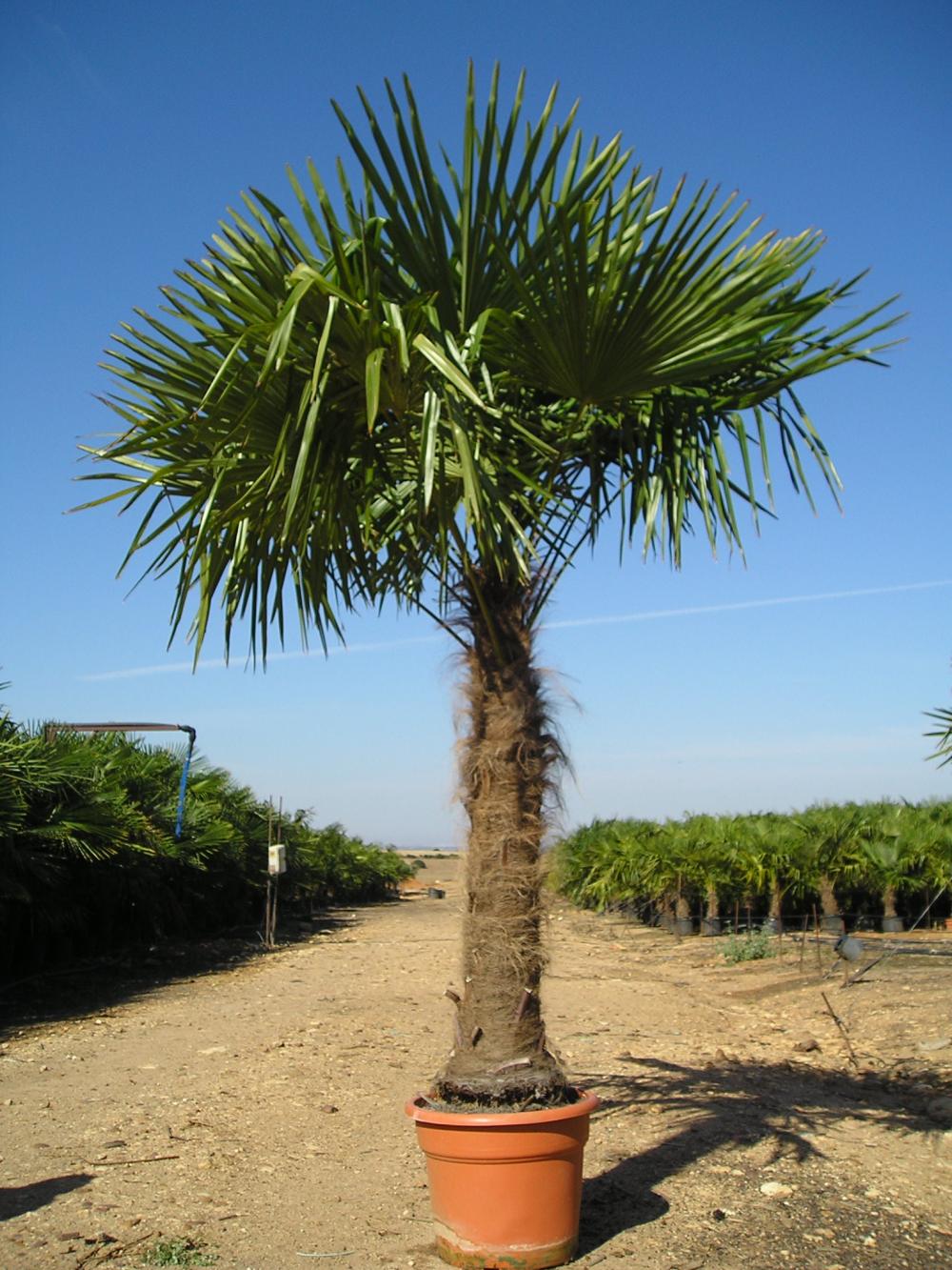 llavors: Trachycarpus fortunei