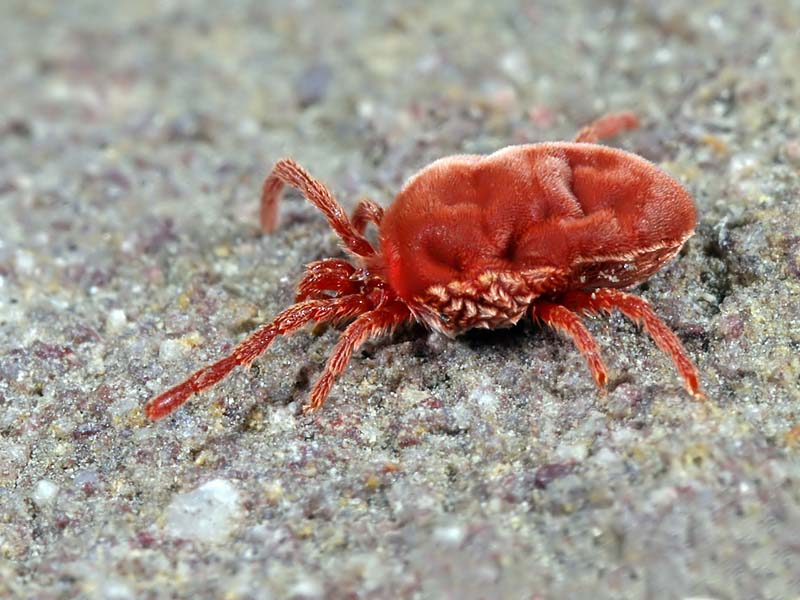 FuturCrop: Listado de organismos de control biológico para el control ...