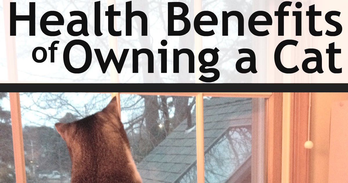 The Health Benefits of Owning A Cat | Pieces of a Mom