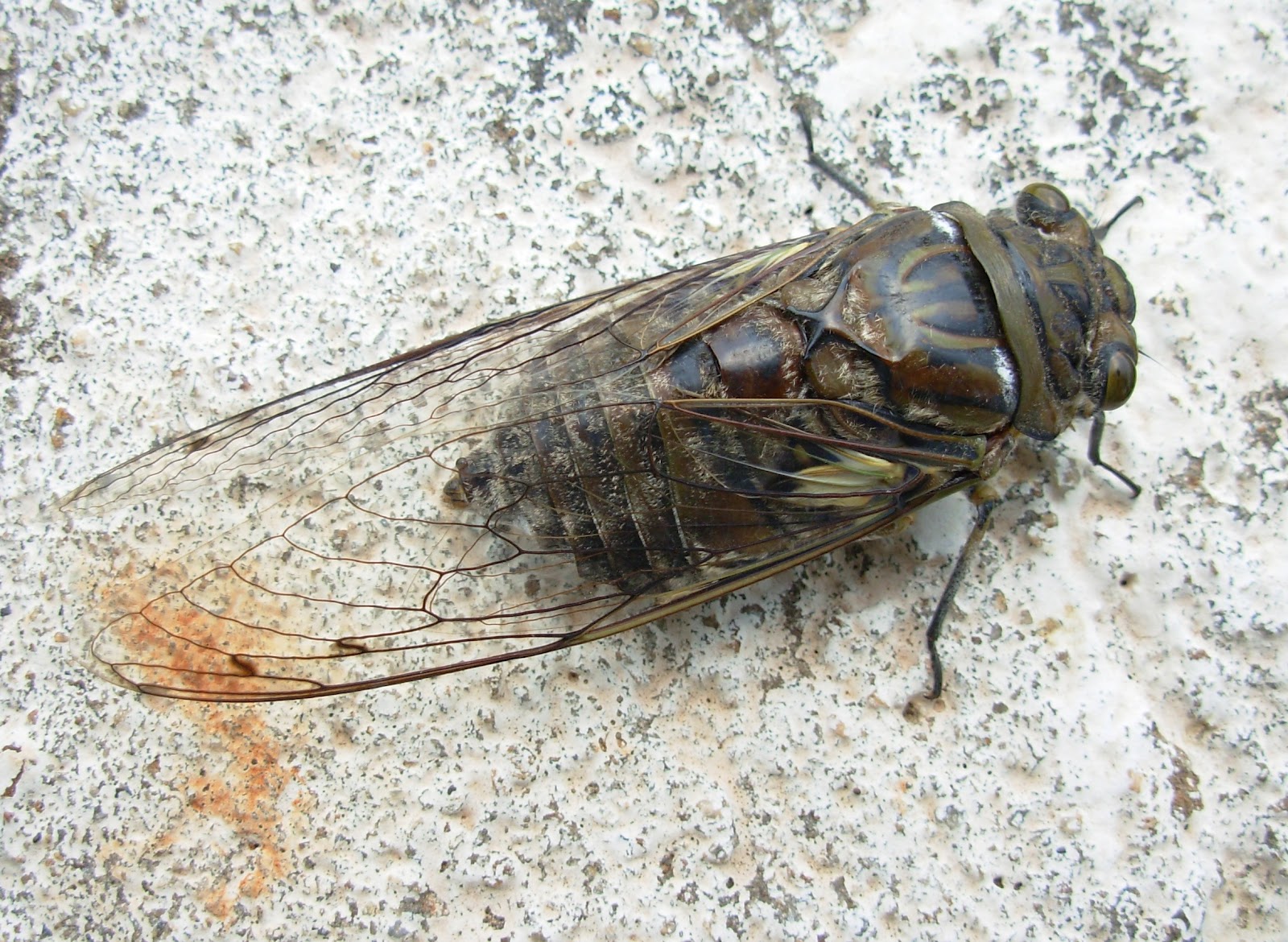 Blog do Edu Ambiental: Cigarra