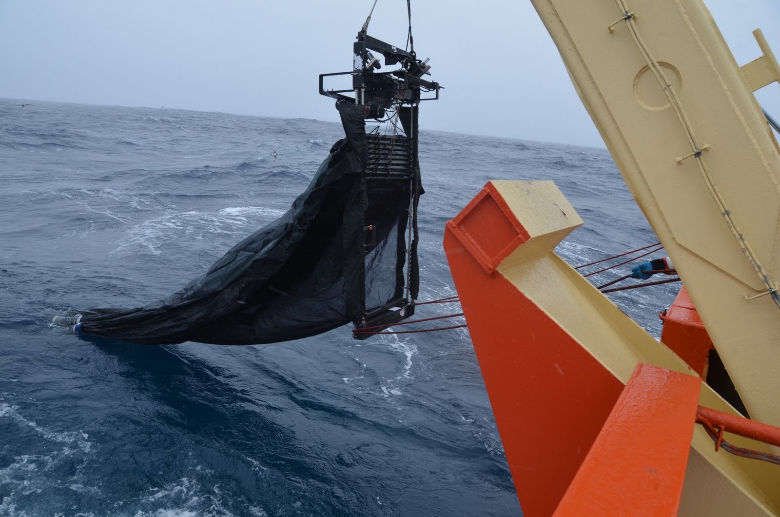 Antarctic Salp Genomics Cruise 2011: WHAT LIVES BENEATH?