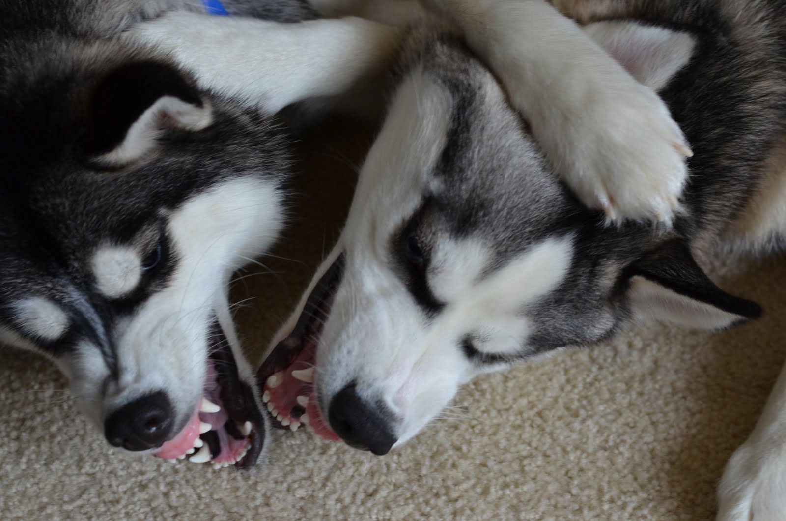 A Tale of Two Huskies: Bare Those Teeth