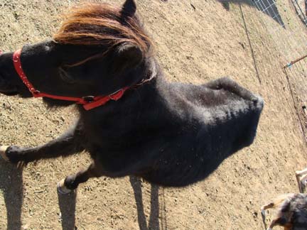 Wesco Farms: Angels for Minis - Miniature Horse Rescue