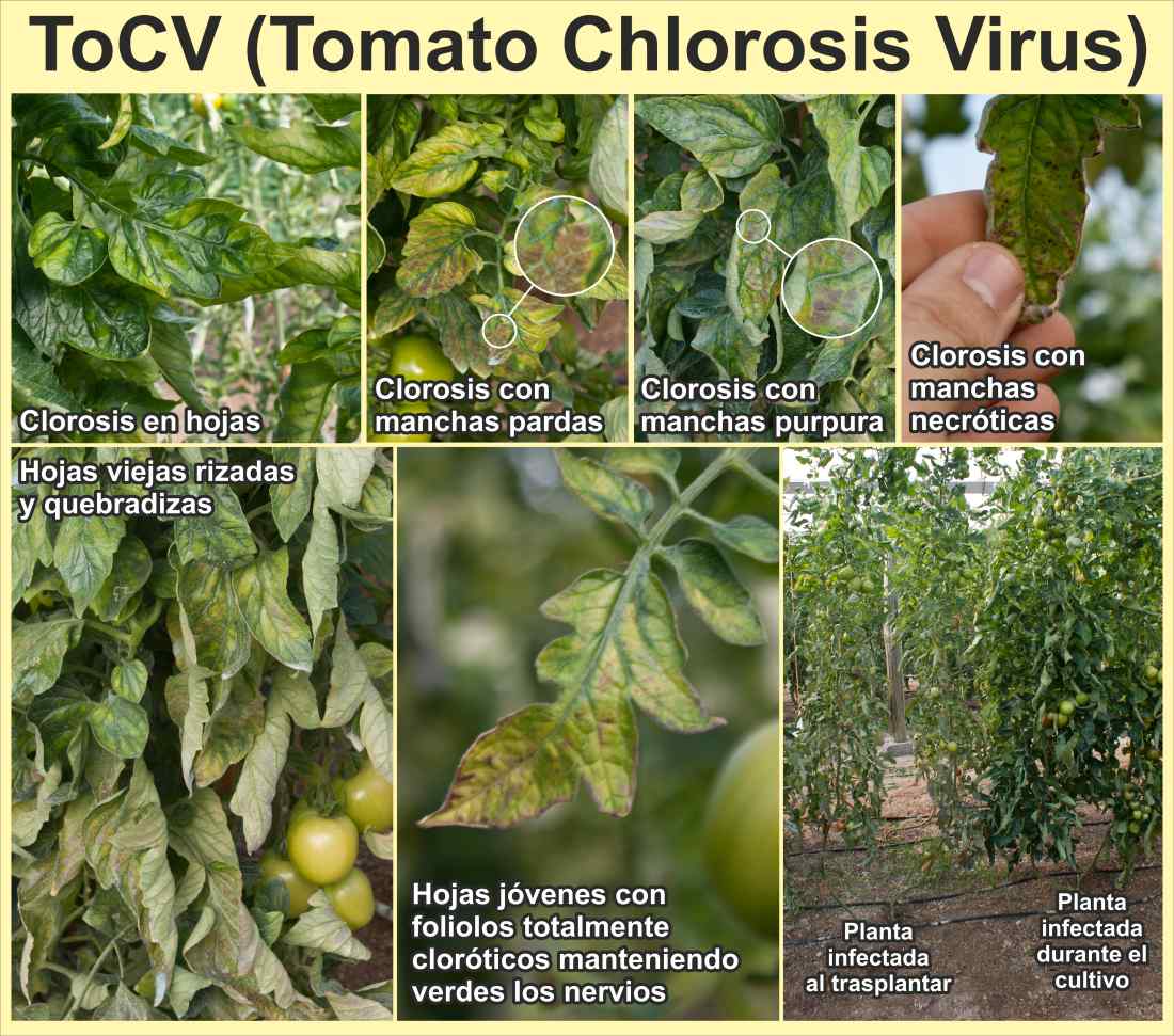 TOMATO CHLOROSIS VIRUS: FIRST REPORTS, NEW HOSTS