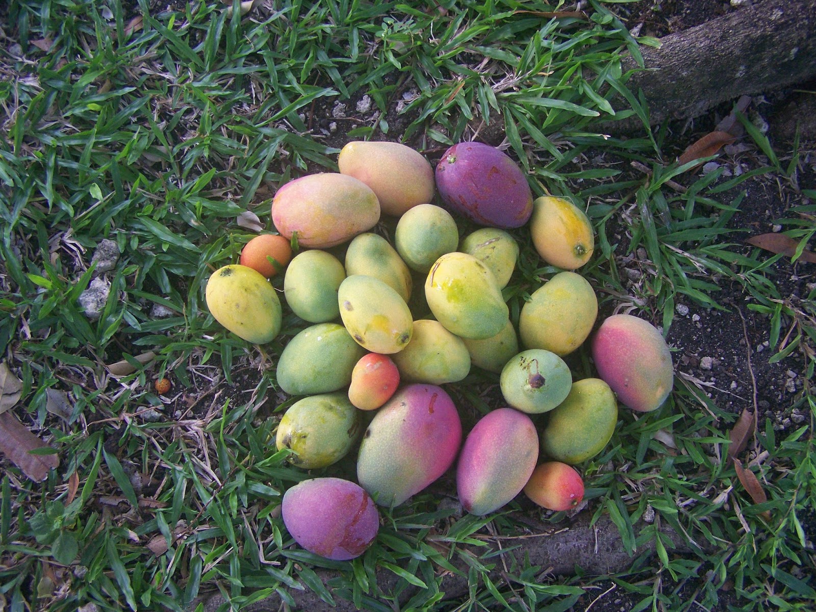 my rustic bajan garden: Garden Blogger's Bloom day June 2016