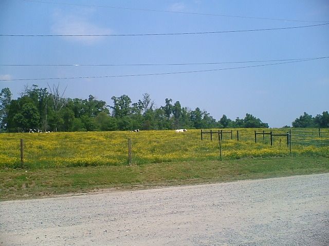Homeland Creamery - The Best Ice Cream in North Carolina
