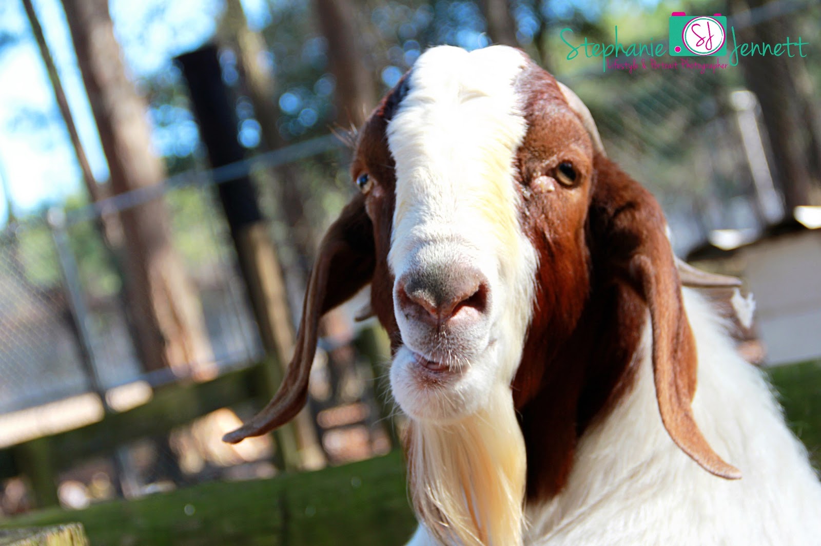 Stephanie Jennett Photography