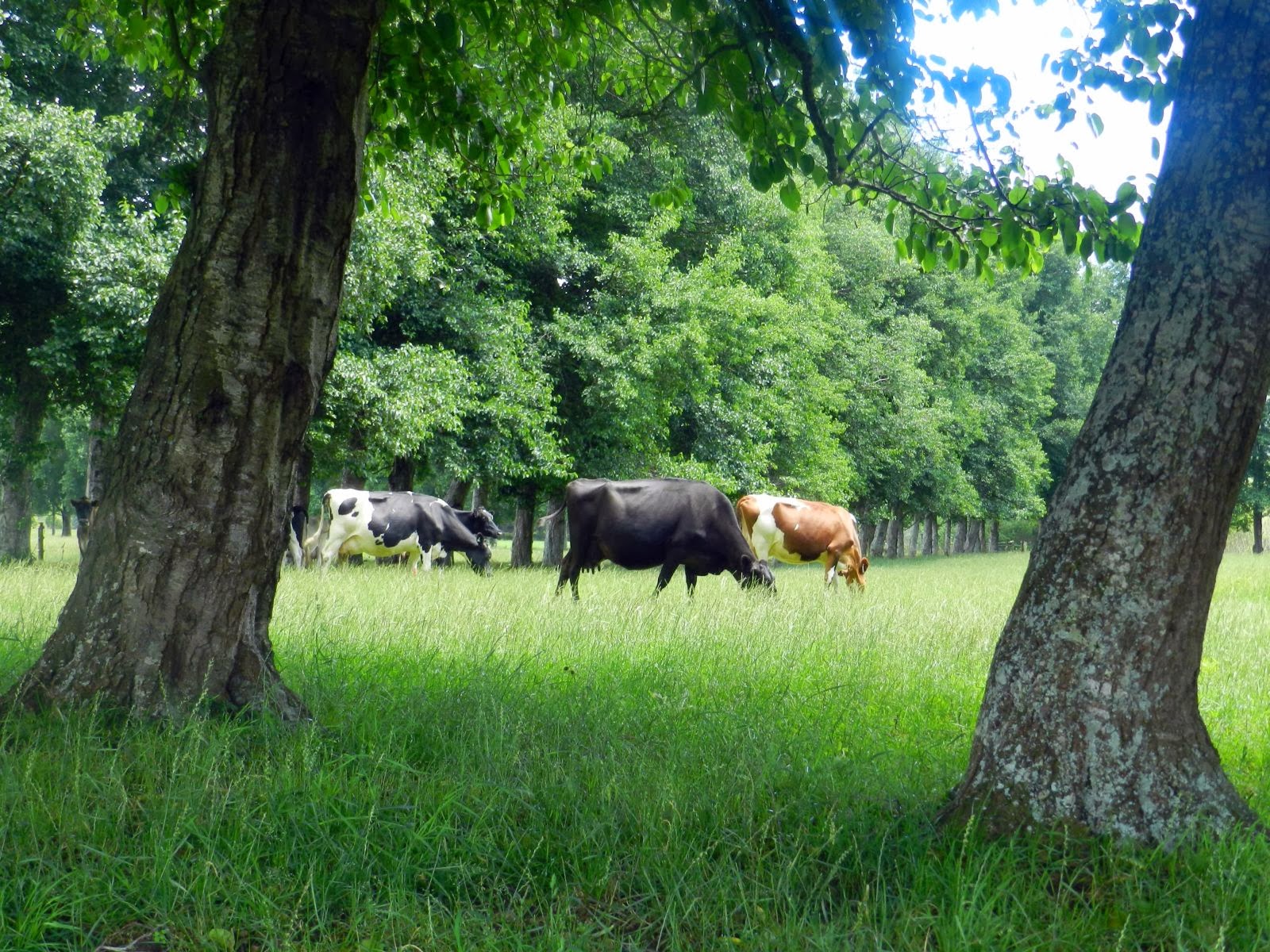 The Paddock: FSO - Colours of the Season