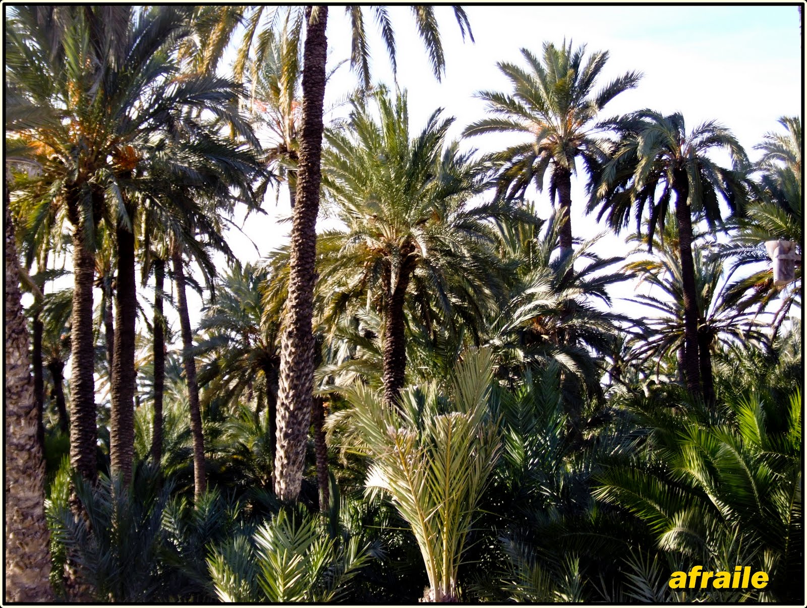 Mi Album de Fotos: Elche (Alicante). El Palmeral.