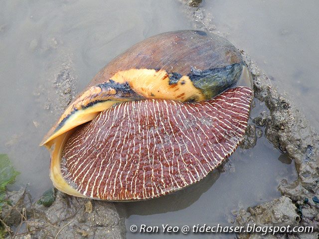 tHE tiDE cHAsER: Volutes (Phylum Mollusca: Family Volutidae) of Singapore