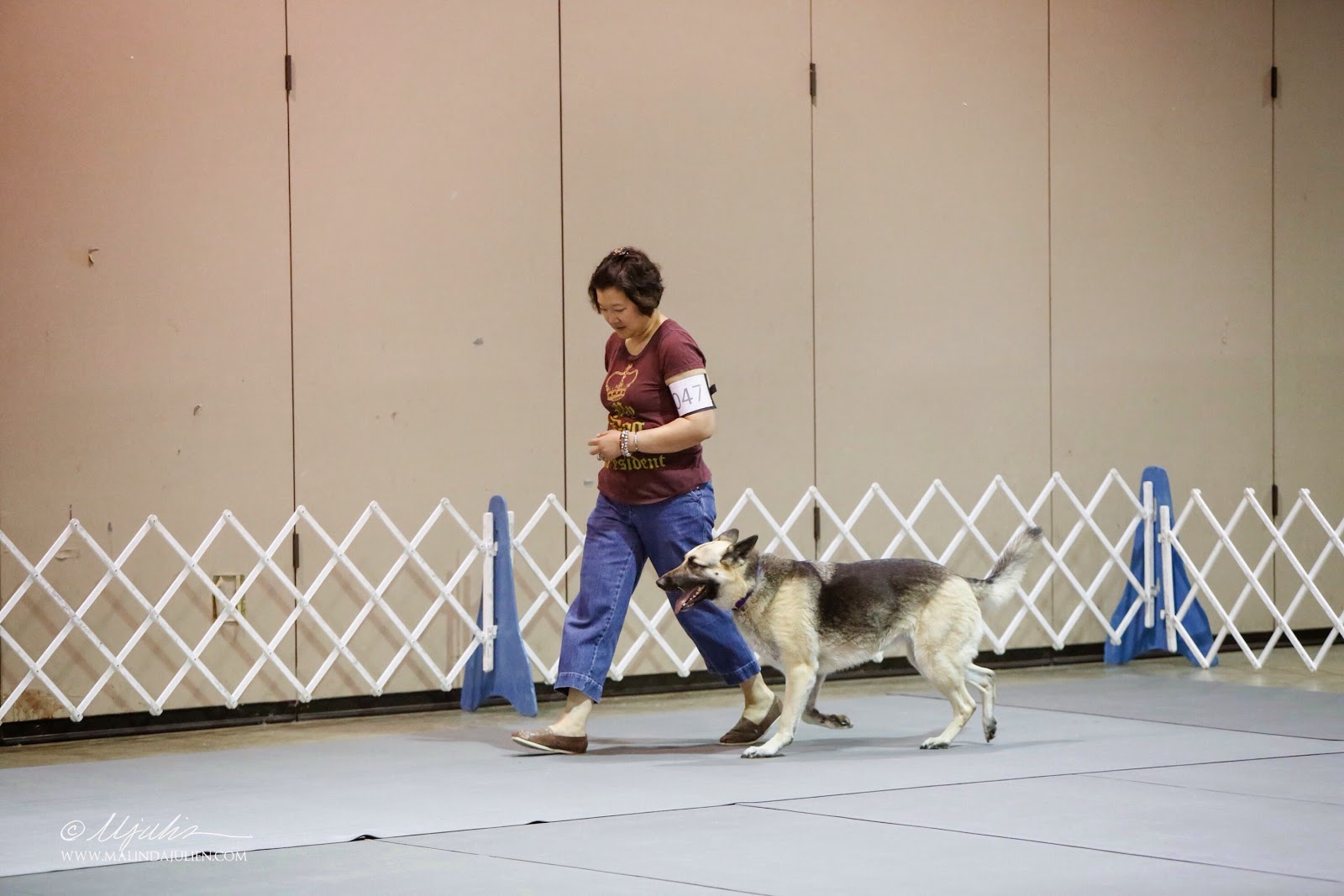 Pack of Four : The AKC Versatile Companion Dog title : My journey