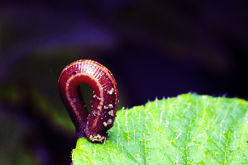 Informasi: Tips Elak gigitan pacat