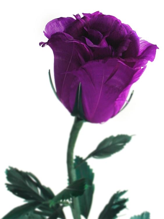 collections: BEAUTIFUL ROSES- Violet 'N' Purple