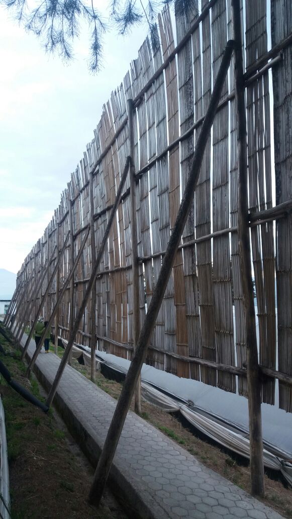 VÍCTOR CARRILLO - INVERNADEROS