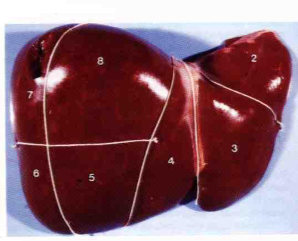 Ecografía en Atención Primaria: SEGMENTOS HEPÁTICOS