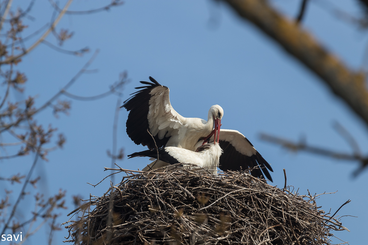 Alles, was atmet, lobe den Herrn! Halleluja