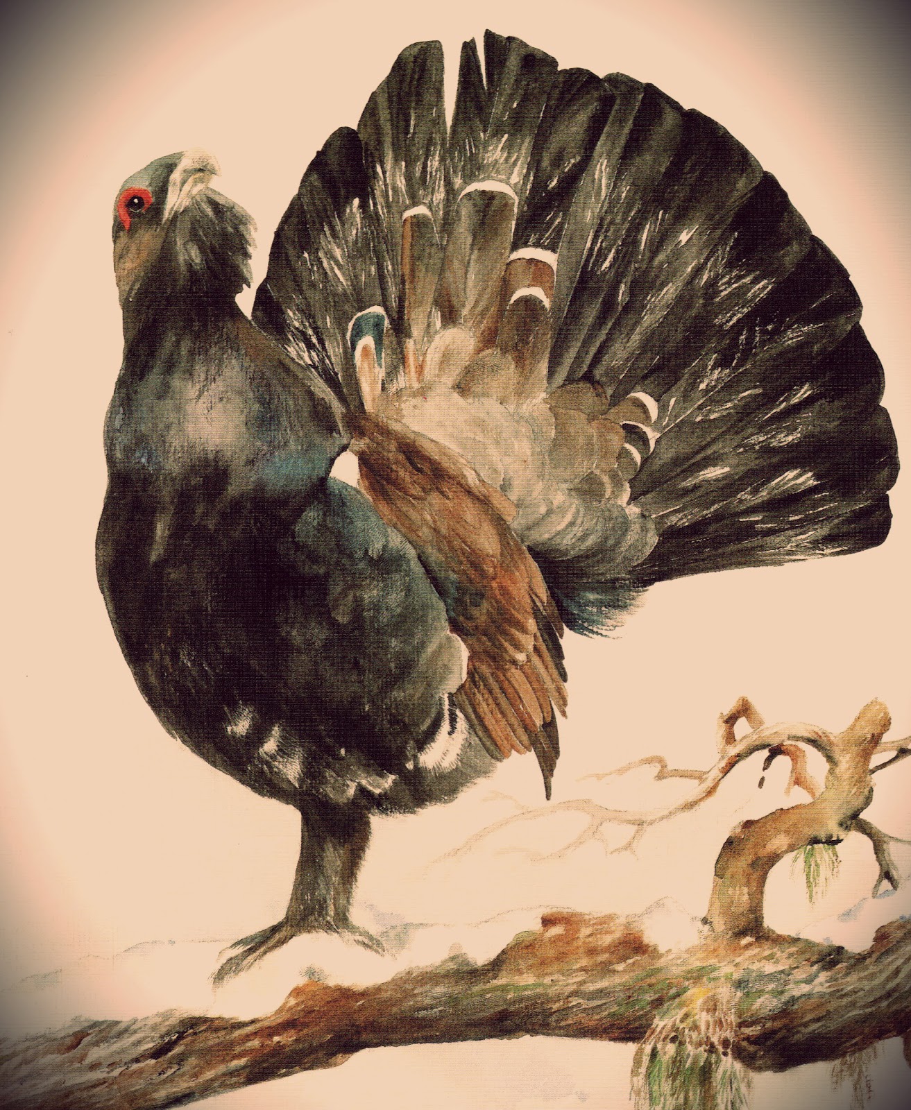 El Blog de Acebedo: El urogallo cantábrico agoniza en Asturias