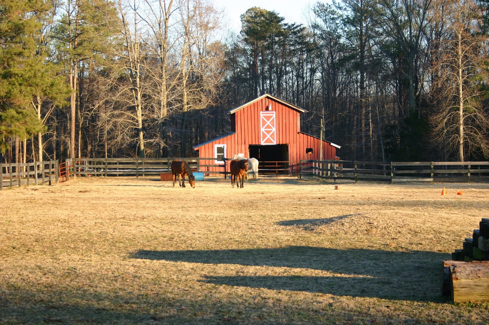 Rock Spring Farm : The Horses