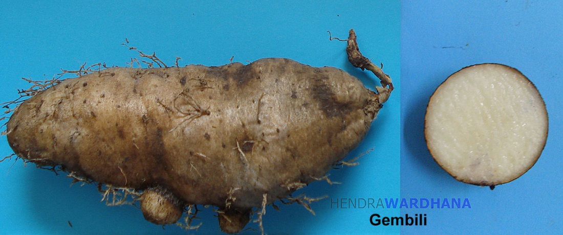 Mr Boya: Inilah Umbi-umbian Lokal Indonesia yang Berpotensi sebagai ...