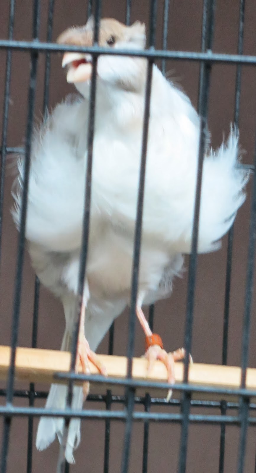 Canary Tales: 2013 Lone Star State Canary Club Show Winners - Type Canaries