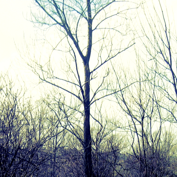 Allsparklesofnow: Early Spring Trees close-up
