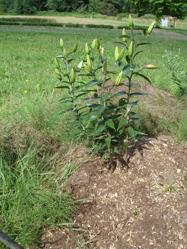 B&D Lilies Garden Blog: Growing Lily bulb “babies” in recycled mulch ...