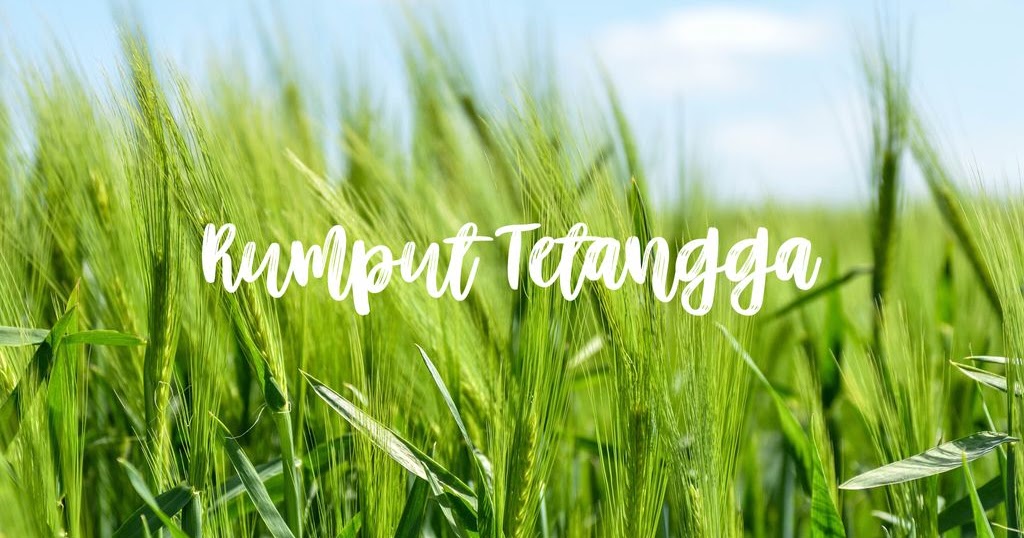 Rumput Tetangga Yang Lebih Hijau | gracemelia.com | Parenting Blogger ...