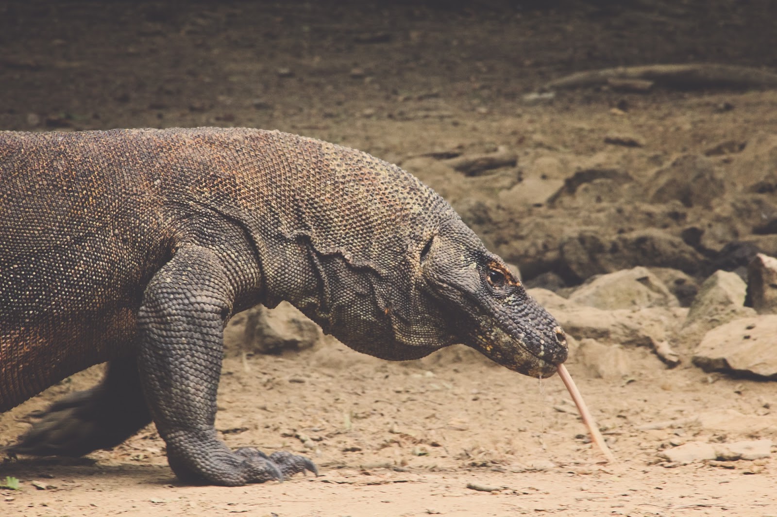 TheTravelingTeacher: Komodo Island | Indonesia