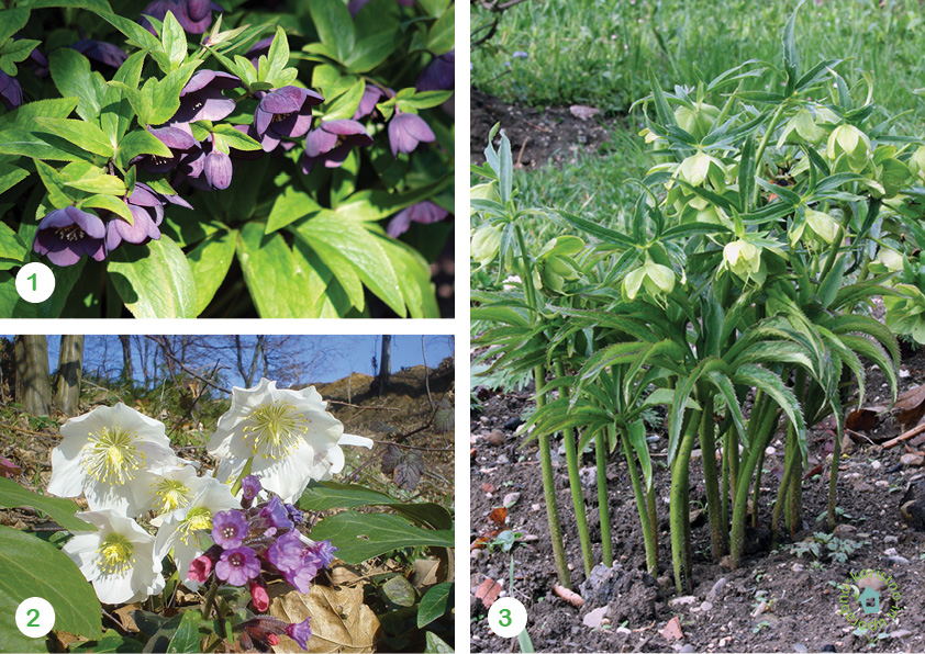 Koristno in uporabno: Teloh