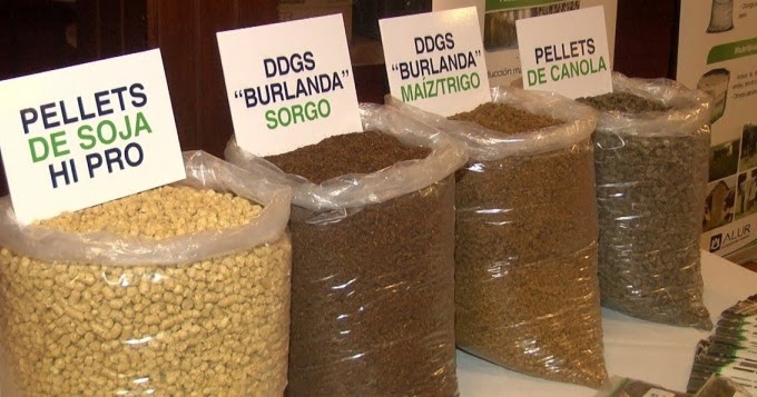 Burlanda de sorgo es una buena opción en la dieta de vacunos - PALENQUE ...