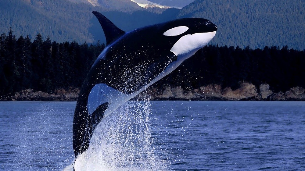 Extraordinary Nature : Perchè le orche giocano con le loro prede