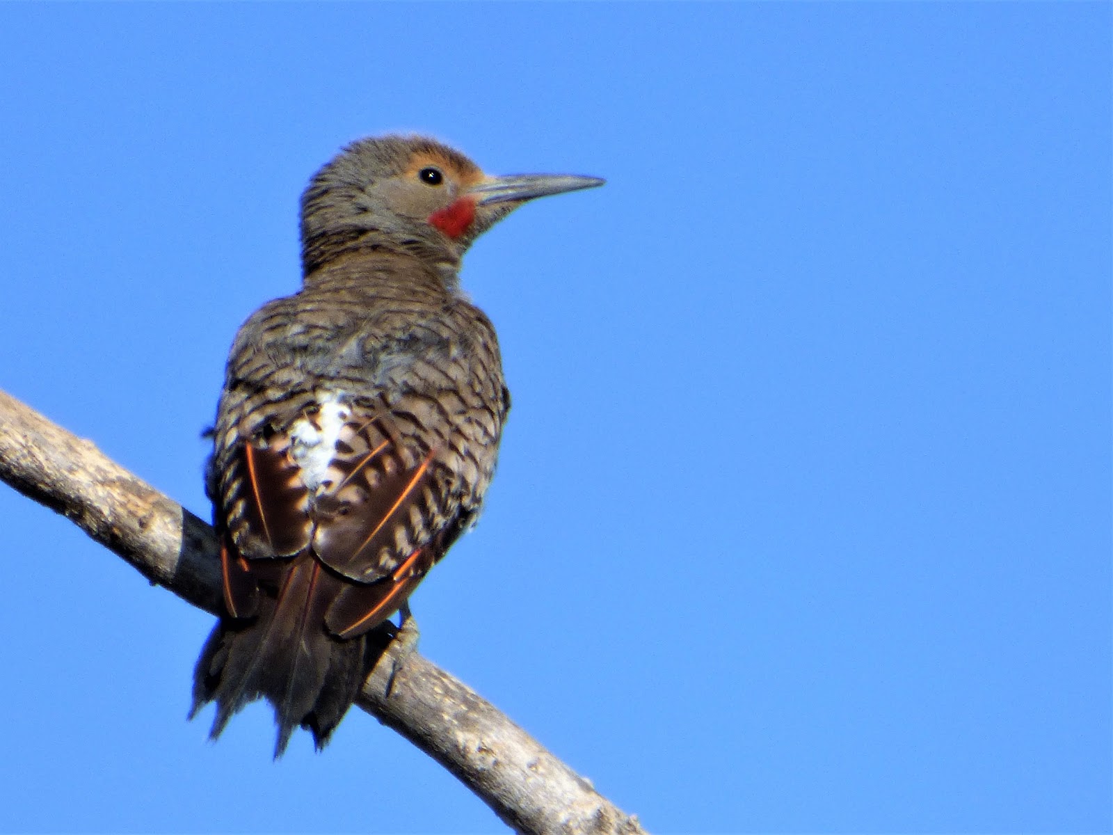 Geotripper's California Birds: Northern Flicker on the Tuolumne River ...