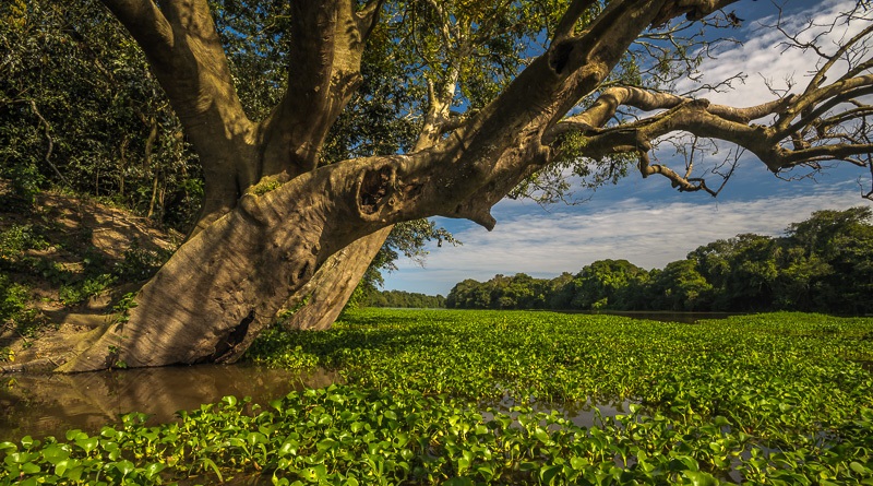 AMAZONAS / BRAZIL: FLORESTA AMAZÔNICA / BRAZIL