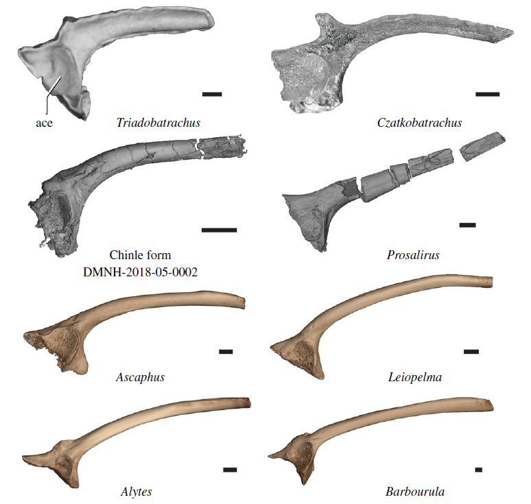 Sciency Thoughts: Protofrogs from the Late Triassic of Arizona.