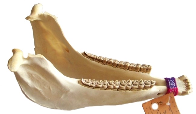 Around the World with MUMU Musical Instruments 隨着樂器遊世界