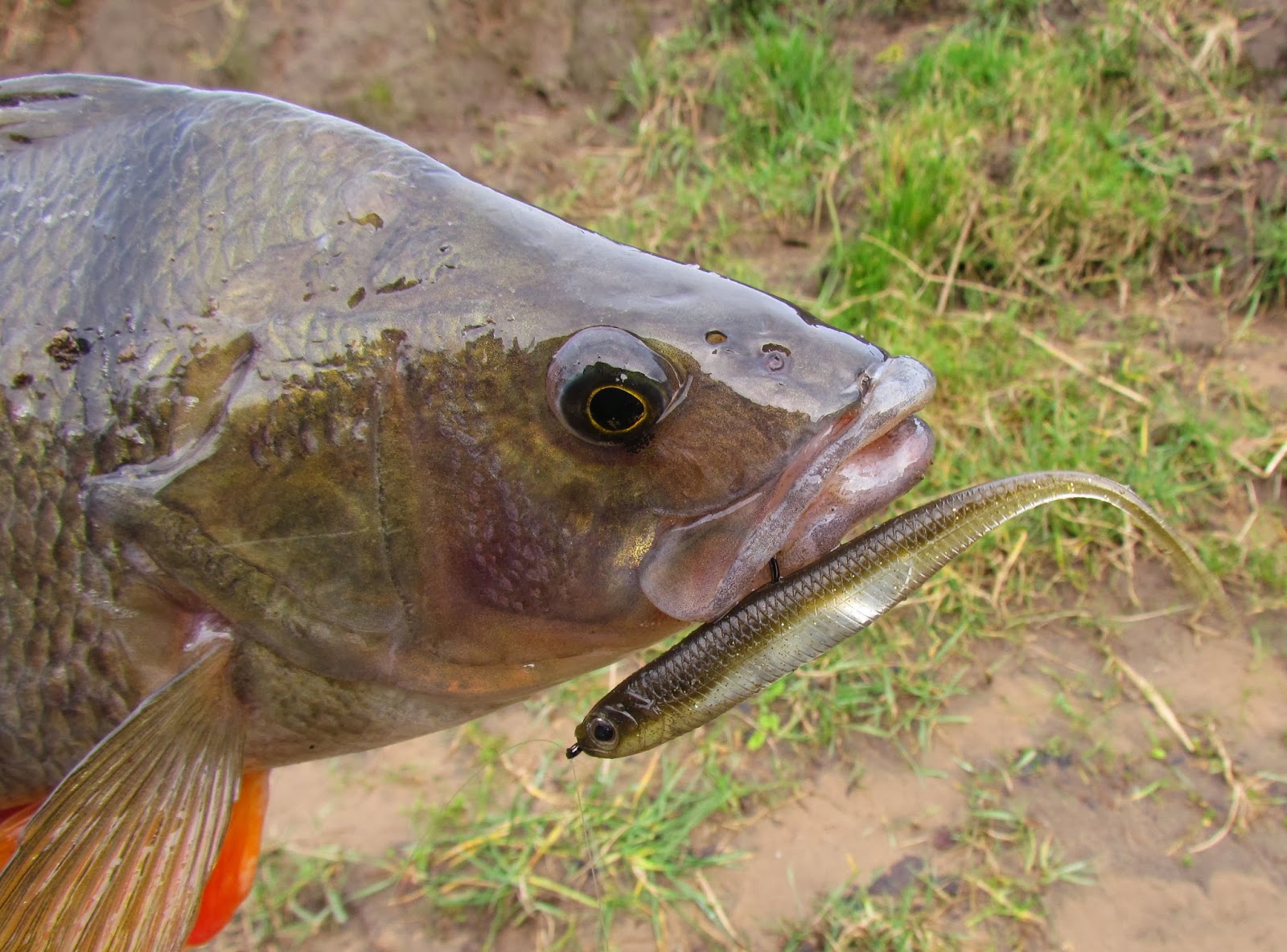 Predatorfishing my way by Luis Rasmussen. Sveriges ledande och ...