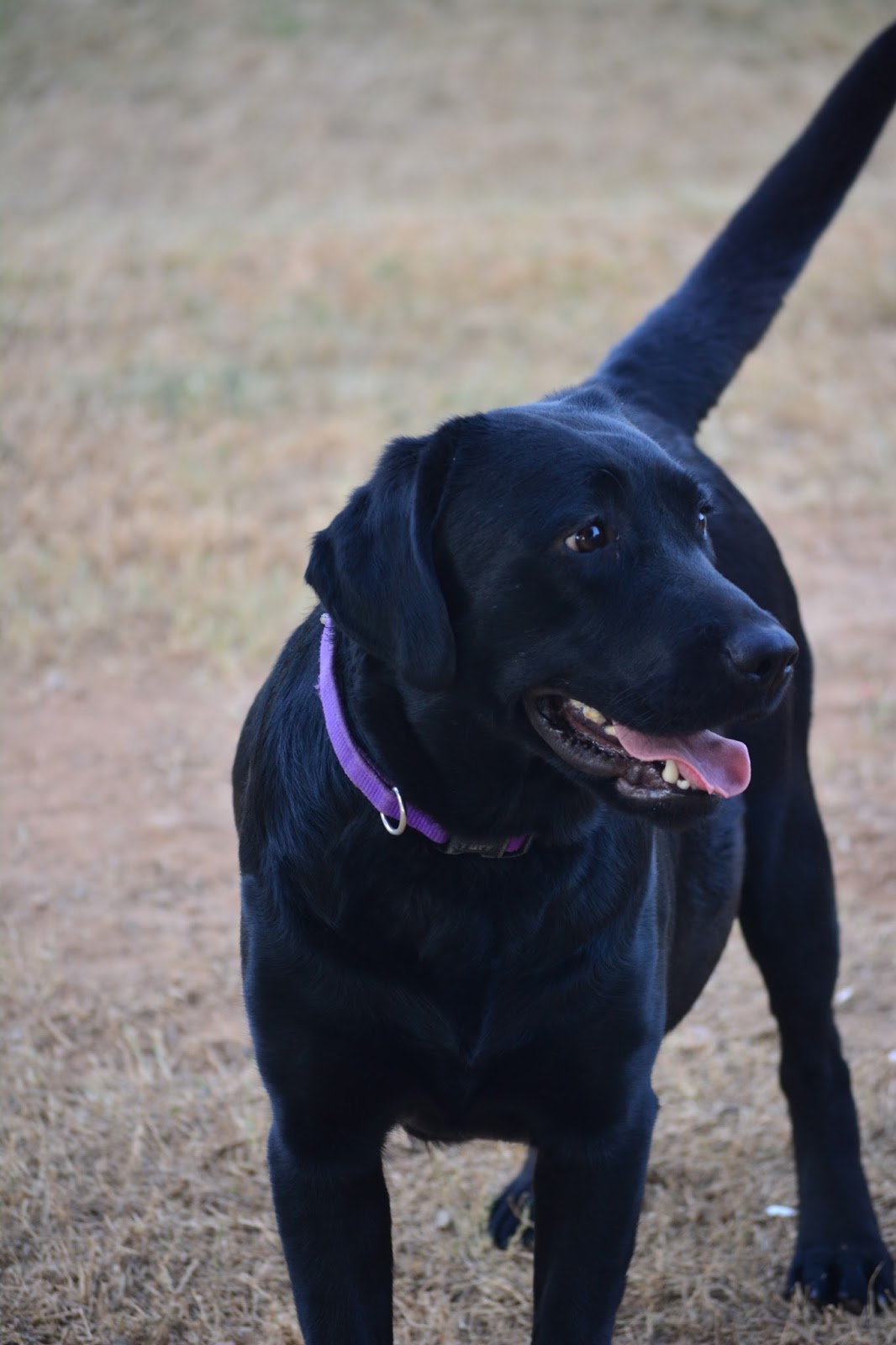 Cozy Acres Farm : Labrador Retriever Parents