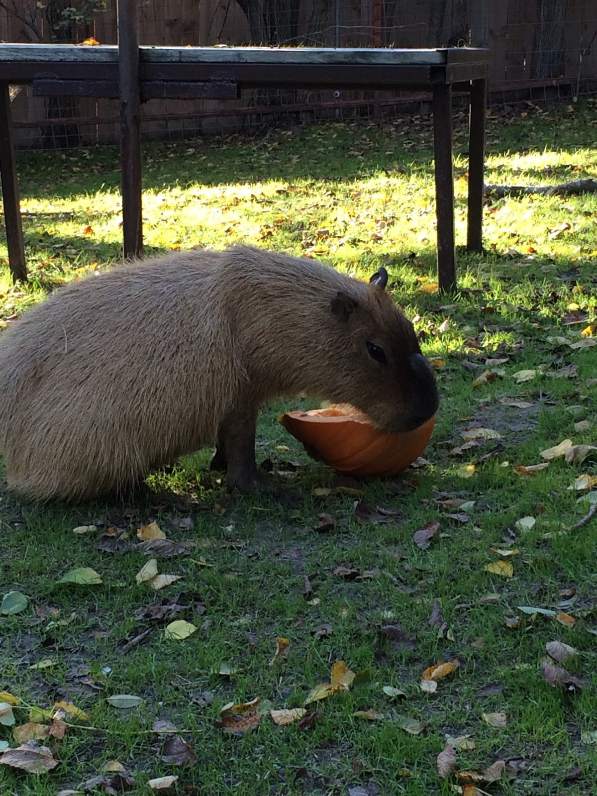 IEAS News: 50 Shades of Cappy