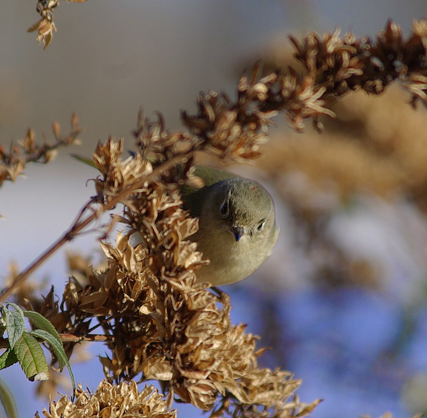 sweetbay: February 2010