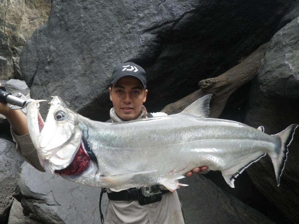 Virginia Tech Ichthyology Class : Payara - What Big Teeth You've Got ...